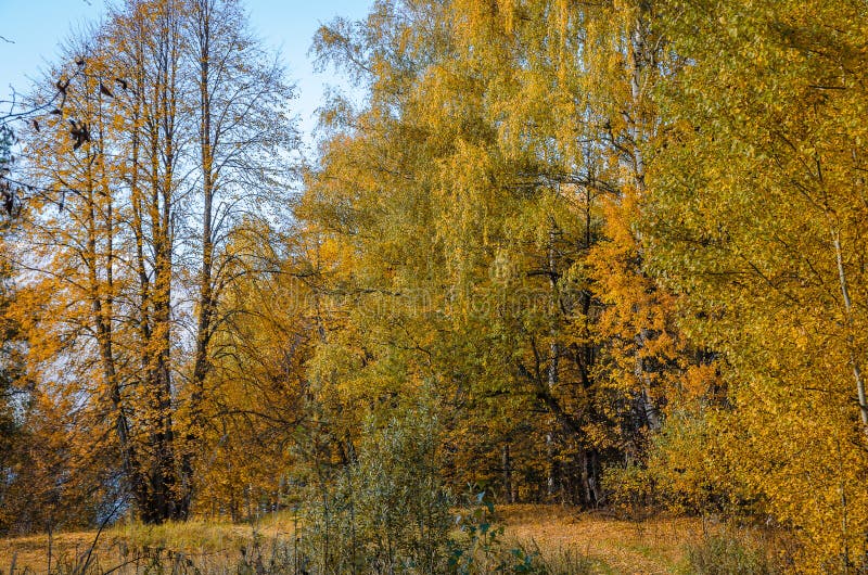 Golden autumn in October stock image. Image of mushroom - 79192603