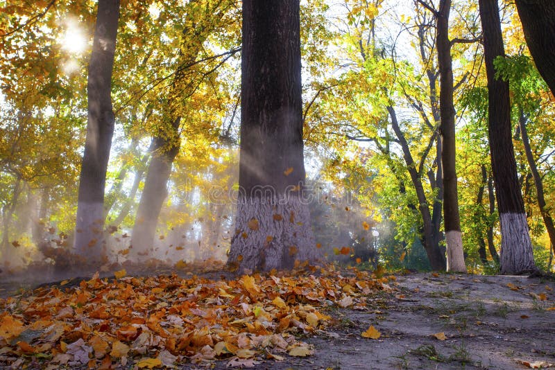 Golden autumn in park stock photo. Image of fall, park - 255926014