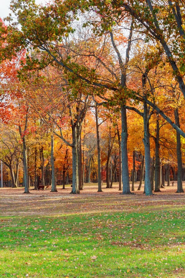 Golden autumn park trees stock image. Image of mythical - 80896371