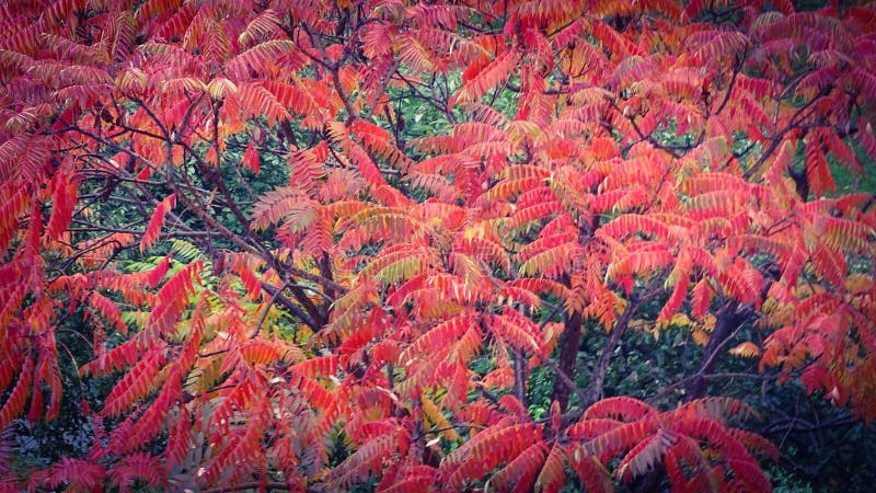 Golden Autumn, Red Leaves on a Big Tree. Stock Photo - Image of leaves ...