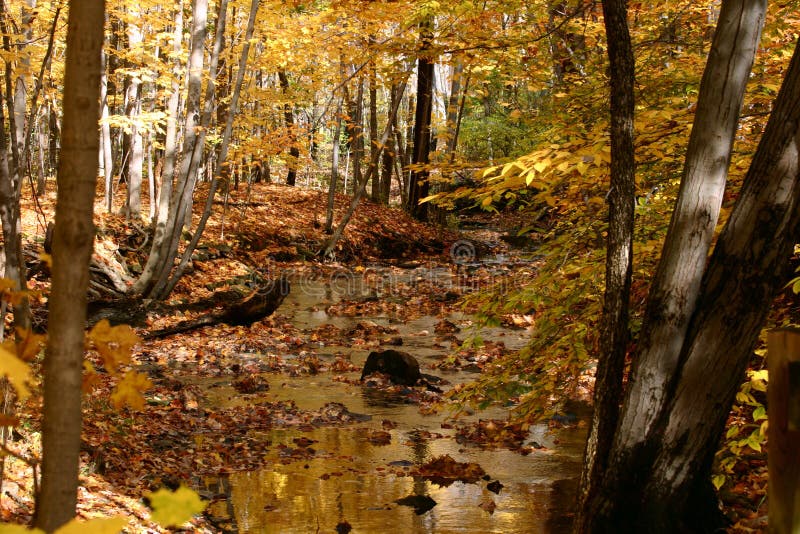 Golden Autumn Stream stock image. Image of brown, mirror - 666407
