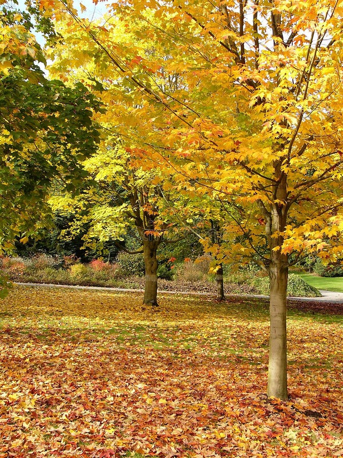 Golden autumn tree stock image. Image of leaf, ground, grass - 294205