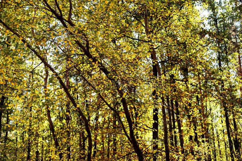 Golden Autumn Trees Background, Autumn Forest Background Stock Photo ...