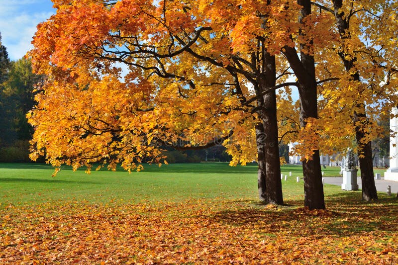 Golden autumn trees stock image. Image of foliage, sunny - 61305921