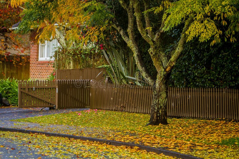 Golden Autumn Trees, Outdoor Landscape Image Stock Image - Image of ...