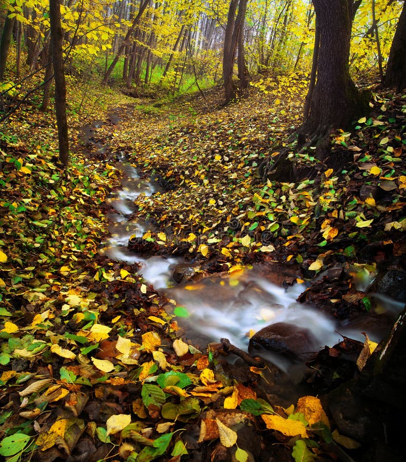 Golden Autumn in Woods Like Magic World Stock Photo - Image of ...