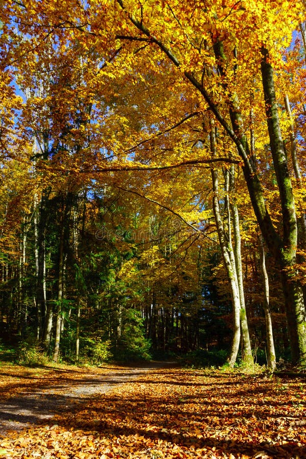 Golden Autumnal Trees in the Forest, Nature Stock Photo - Image of ...