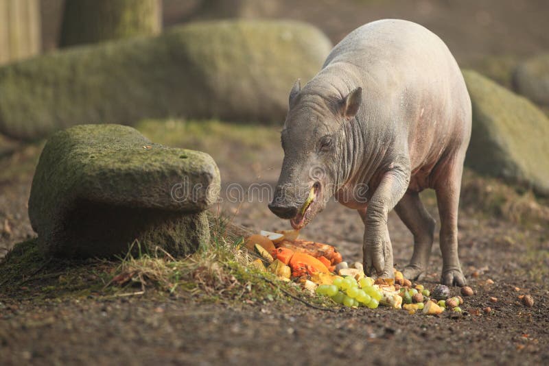 Golden babirusa stock image. Image of babirusa, golden - 23735071