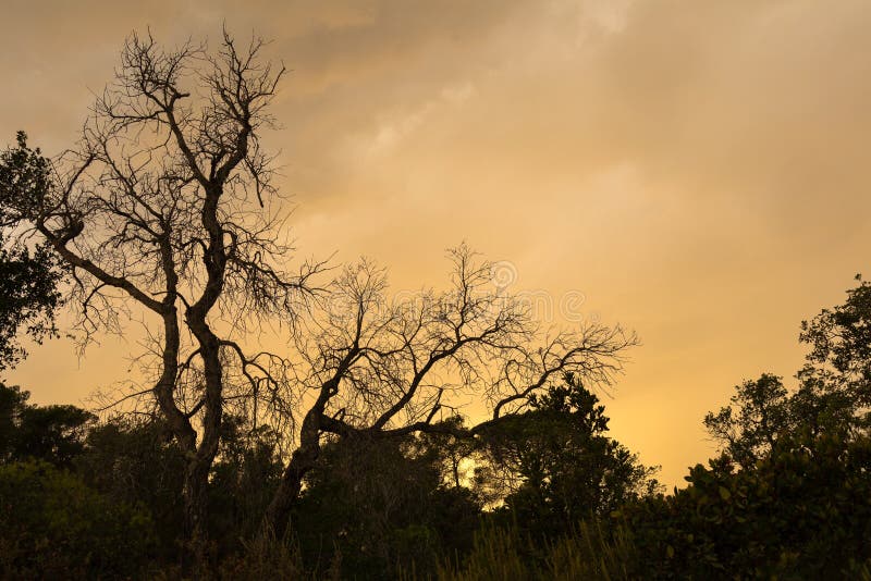 Golden Backlight of Some Trees at Sunset Stock Photo - Image of dark ...