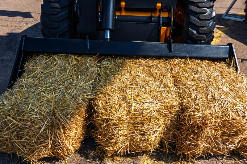 Golden Bales of Hay Pressed Together in a Loader Attachment Ready for ...