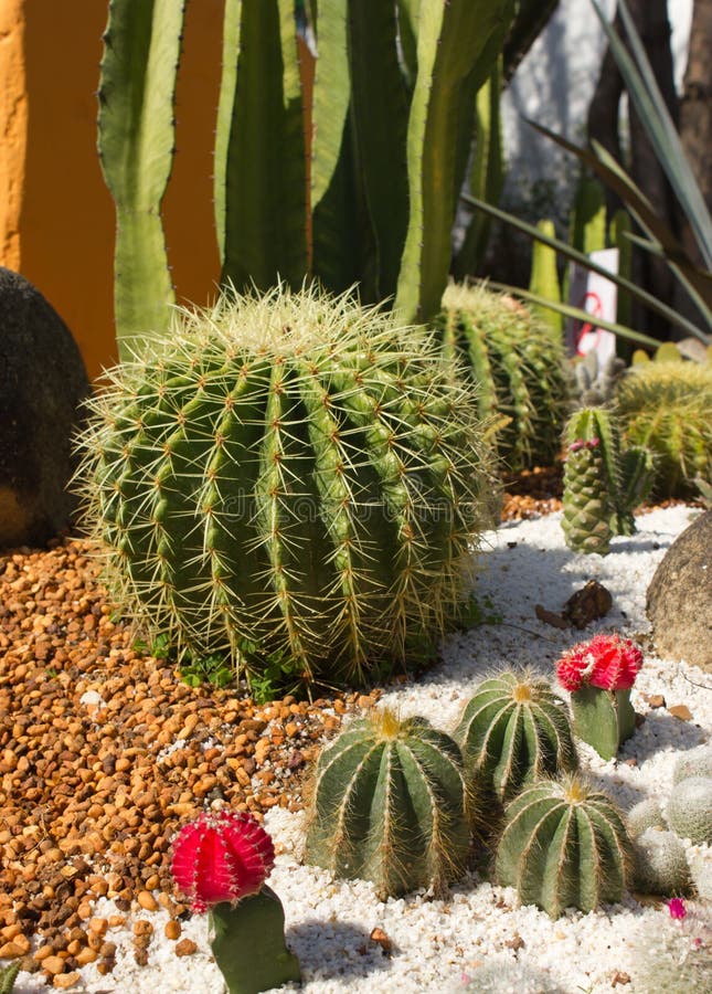 Ball cactus stock image. Image of sting, nature, shot - 53033723