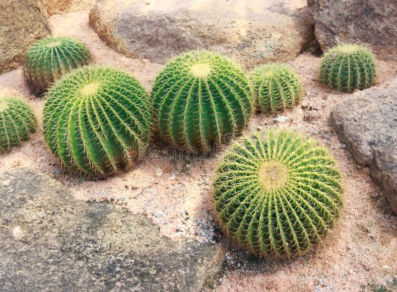 Golden ball cactus stock image. Image of life, natural - 76013449