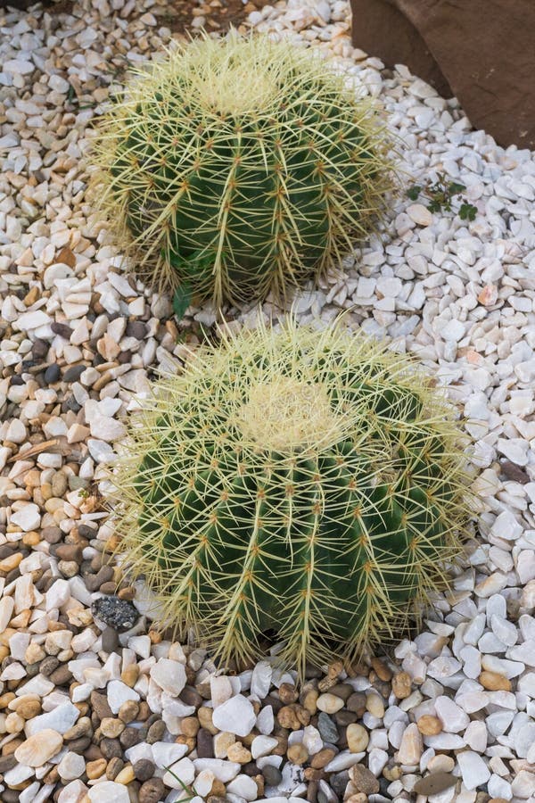 Golden Ball Cactus- Echinocactus Grusonii Stock Photo - Image of desert ...