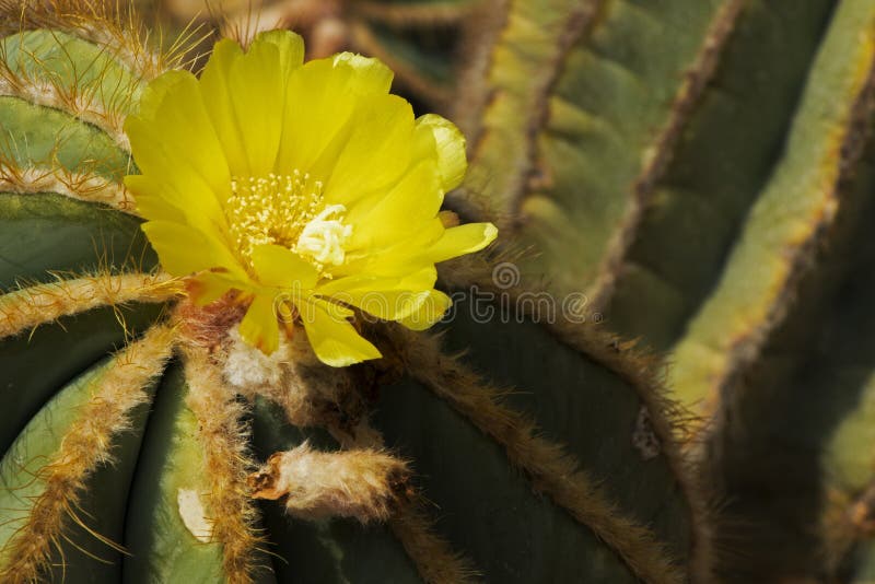 Golden ball cactus flower stock photo. Image of beautiful - 71441890
