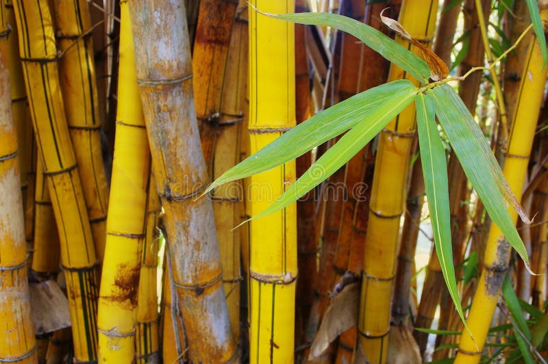 Golden bamboo stock photo. Image of green, asia, golden - 15435840