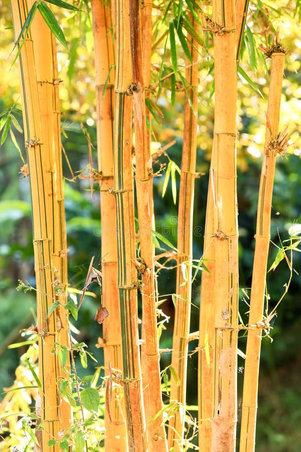 Golden bamboo stock image. Image of light, backdrop, forest - 28579187