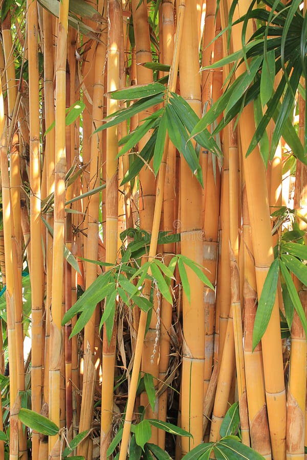Golden bamboo stock image. Image of plants, brown, clump - 50587681
