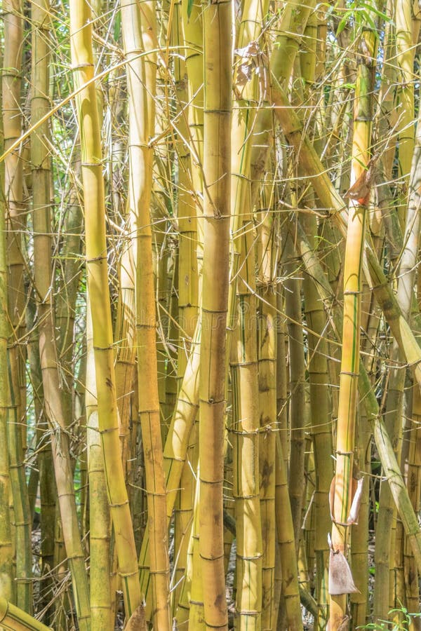 Golden Bamboo stock image. Image of isolated, golden - 90460905