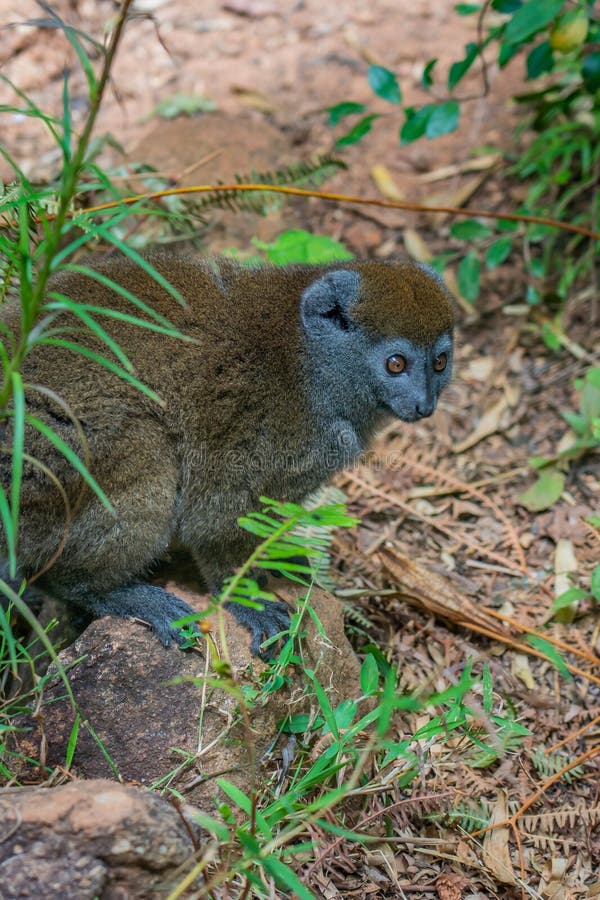 Golden Bamboo Lemur, Close Up from a Endangered Bamboo Lemur in ...
