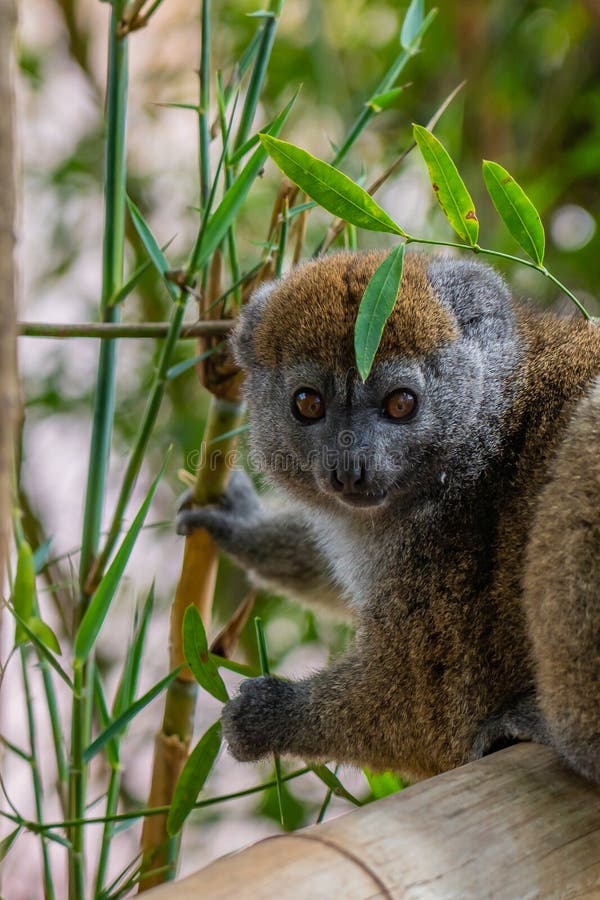 Golden Bamboo Lemur, Close Up from a Endangered Bamboo Lemur in ...