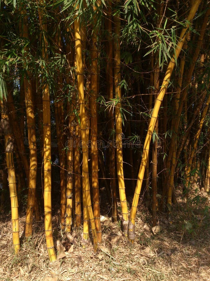 Golden bamboo stock photo. Image of bamboo, noon, golden - 42619610