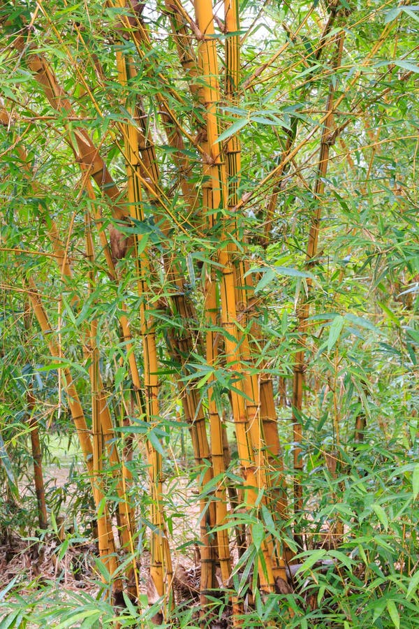 Golden bamboo stalks stock photo. Image of close, garden - 85789680