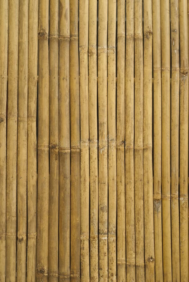 Golden bamboo in Thailand stock image. Image of sort - 14801277