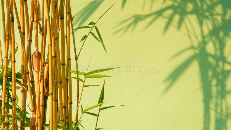 Golden Bamboo Tree in Front of Green Cement Wall with Sunlight and ...