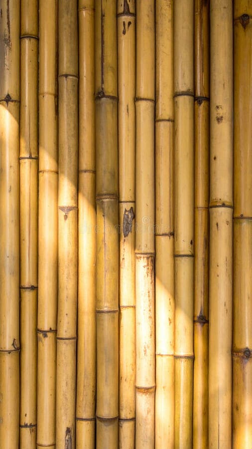 Golden Bamboo Wall Texture Background Sunlight Stock Illustration ...
