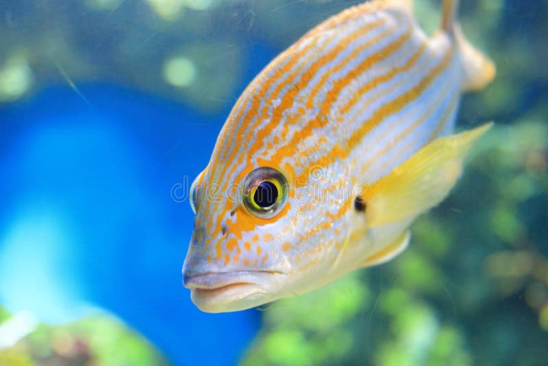 Golden-banded snapper stock photo. Image of chonburi - 59476434