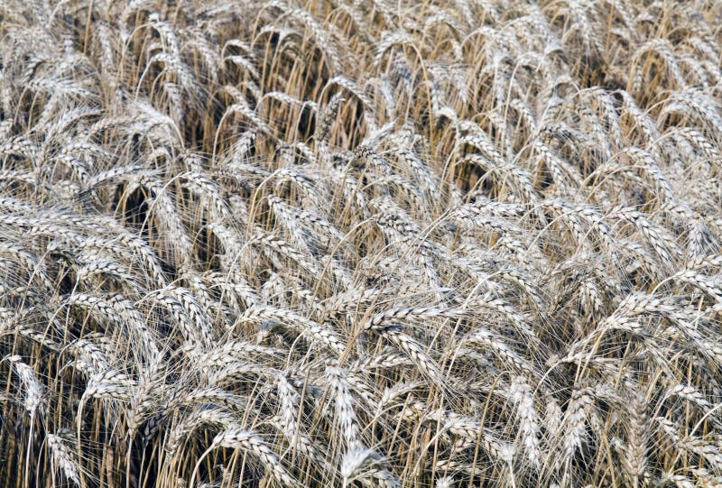 Golden Barley stock photo. Image of agriculture, field - 10518496