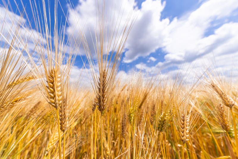 Golden Barley Field, Blue Sky Stock Photo - Image of natural ...