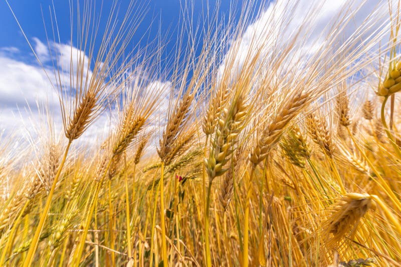 Golden Barley Field, Blue Sky Stock Photo - Image of angle, growth ...