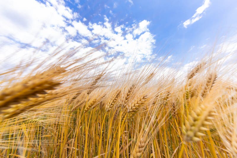 Golden Barley Field, Blue Sky Stock Image - Image of agriculture, blue ...