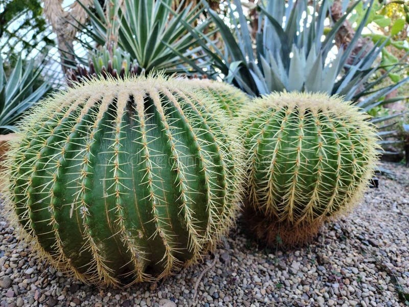 Golden Barrel Cacti stock photo. Image of cactus, rocks - 215030194