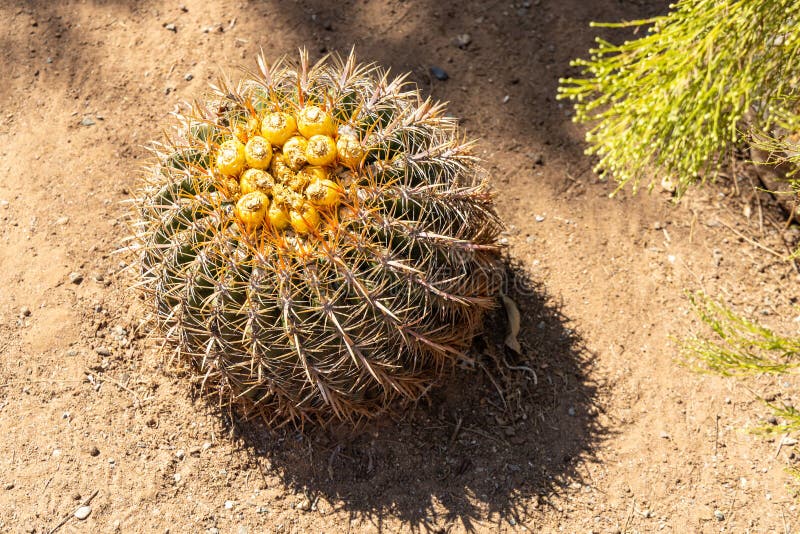 Golden Barrel Cactus stock image. Image of barrel, spiked - 394628751
