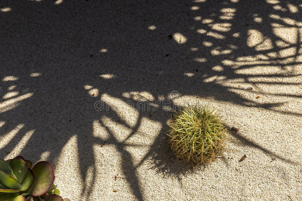 Golden Barrel Cactus in Sand and Shadow Stock Image - Image of cactus ...