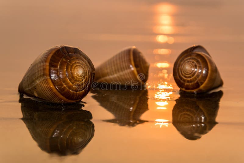 Golden beach shells stock photo. Image of natural, seashell - 49609336