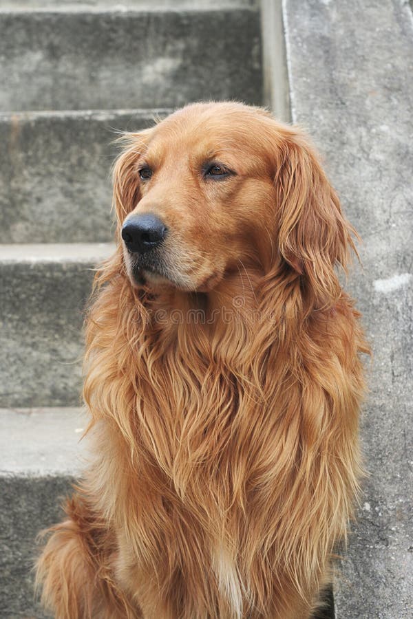 Golden Beautiful stock image. Image of cute, adult, animal - 696947