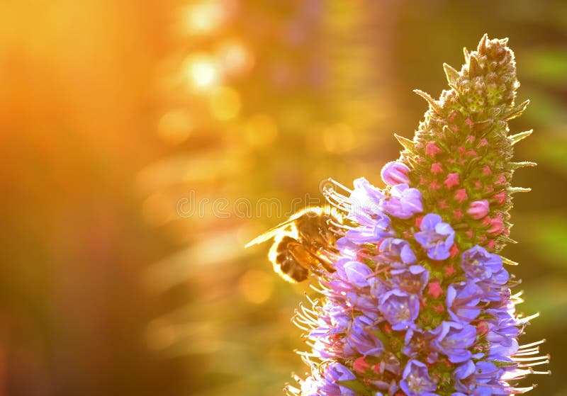 Golden bee stock photo. Image of color, gold, pollination - 2234436