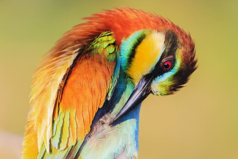 Golden Bee-eater Cleans Colored Feathers Stock Image - Image of colors ...