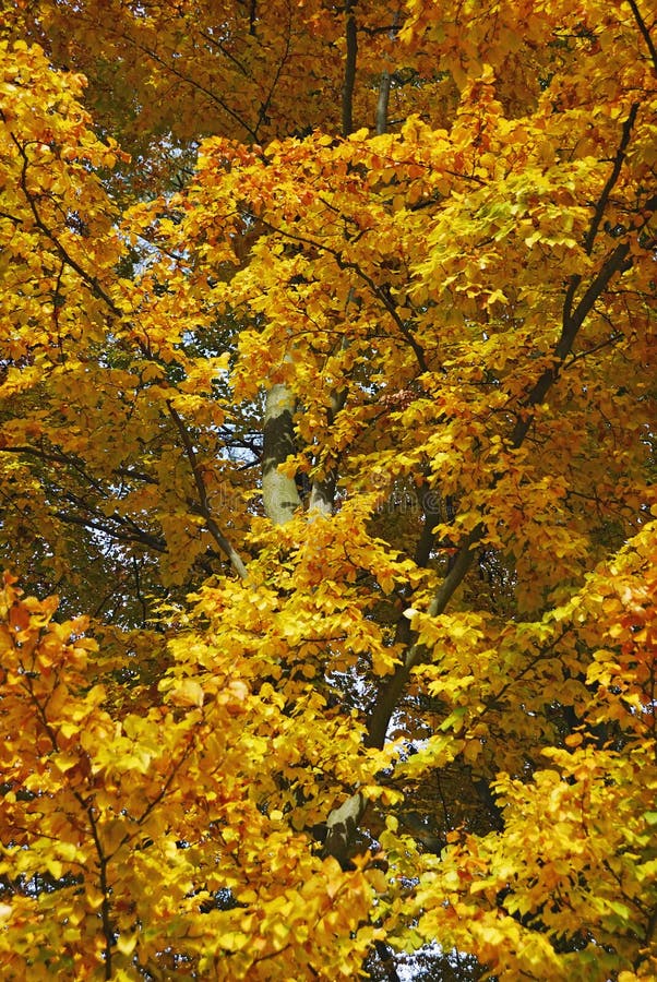 Golden Beech stock photo. Image of bright, autumn, tree - 11633744