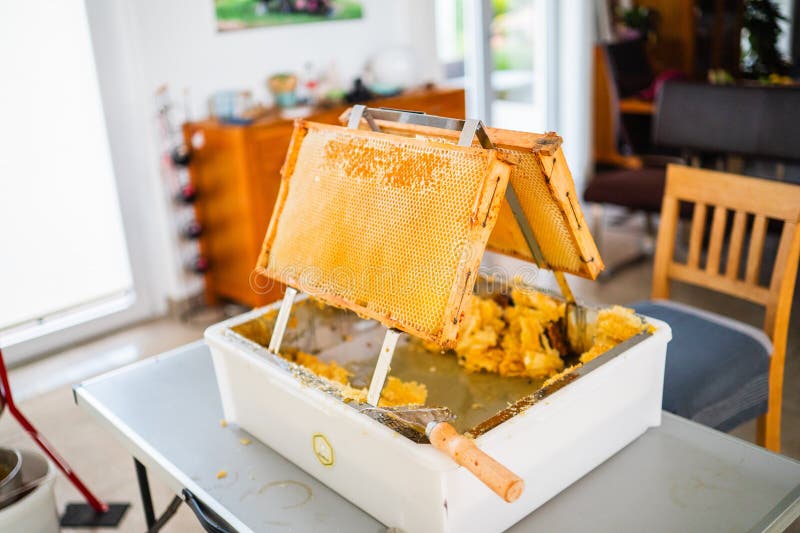Golden Beehive Frame Placed on a Metal Uncapping Tray during Beekeeping ...