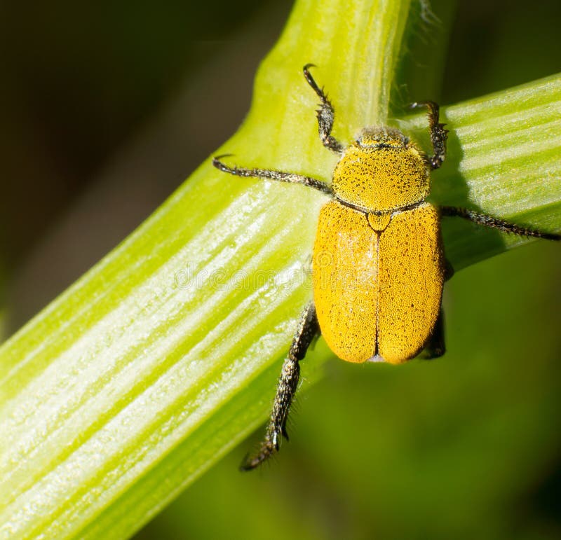 Golden beetle stock image. Image of macro, animal, nature - 28706709