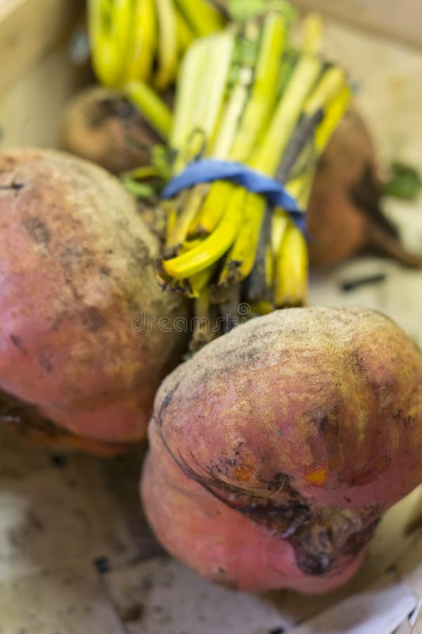 Golden Beets stock photo. Image of beetroot, natural - 60303686