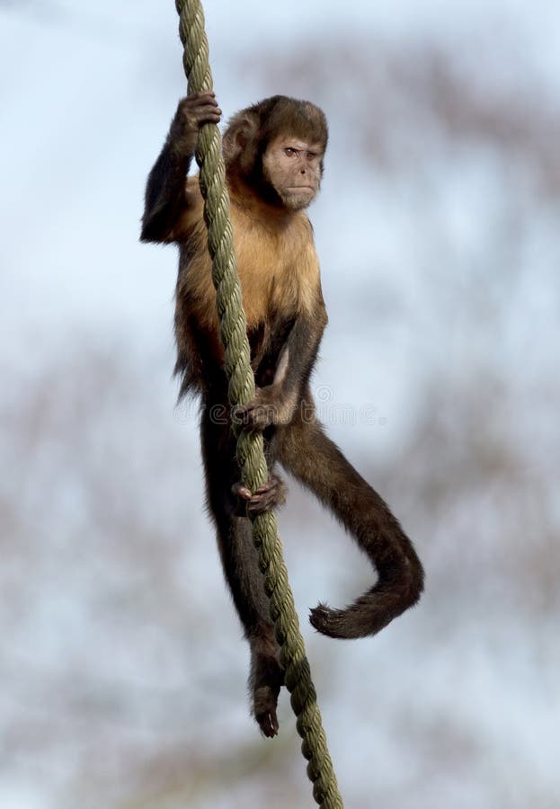 Capuchin Monkey (Cebus Capucinus) Stock Photo - Image of angry, south ...