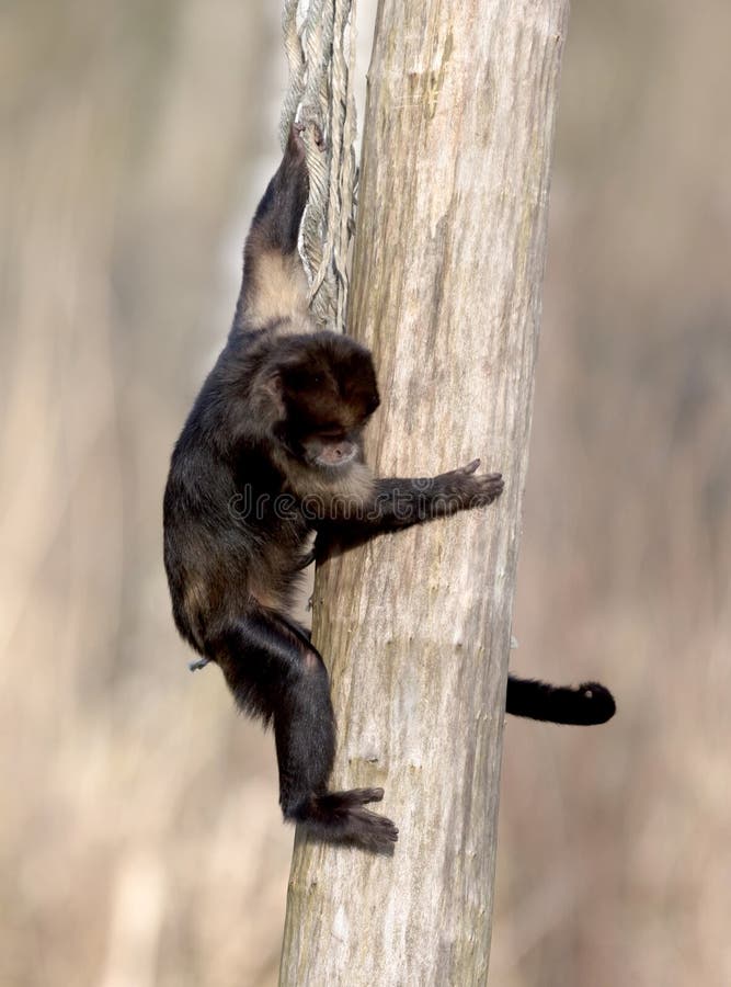 Golden-bellied Capuchin Climbing a Thick Rope Stock Photo - Image of ...