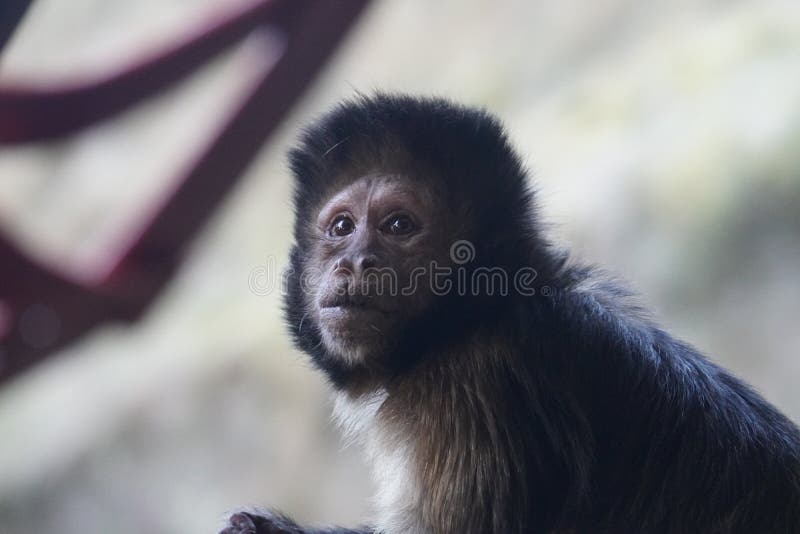 Golden Bellied Capuchin Looking Out Stock Photo - Image of breasted ...