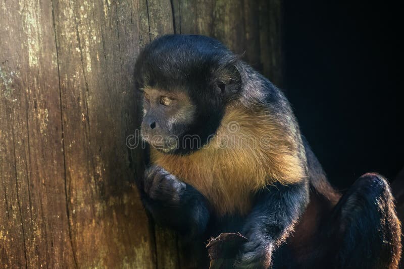 Golden-bellied Capuchin Monkey Stock Photo - Image of endangered ...