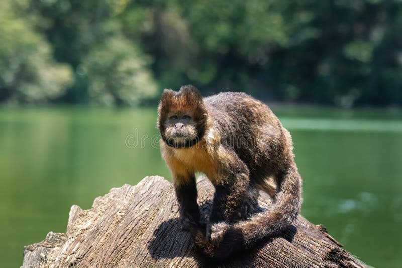 Buff Monkey Stock Photos - Free & Royalty-Free Stock Photos from Dreamstime